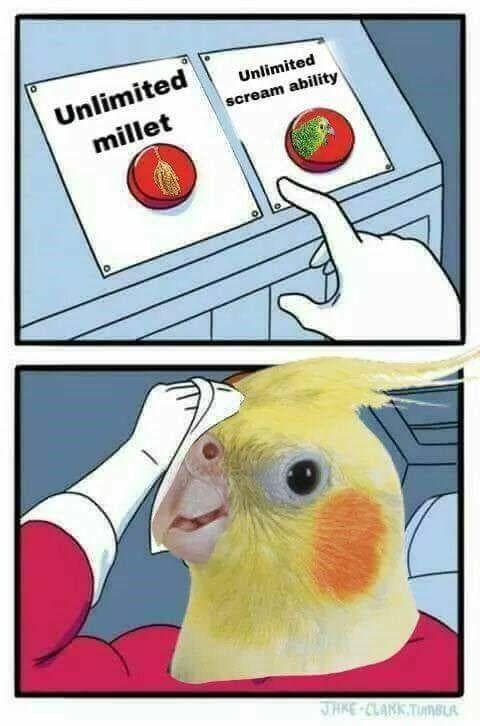 The 25 Funniest Parrot Memes, Ranked