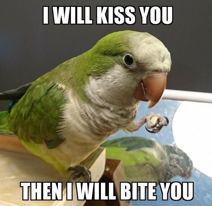 The 25 Funniest Parrot Memes, Ranked