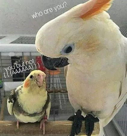 The 25 Funniest Parrot Memes, Ranked