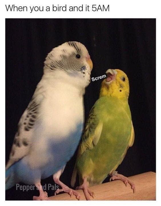 The 25 Funniest Parrot Memes, Ranked