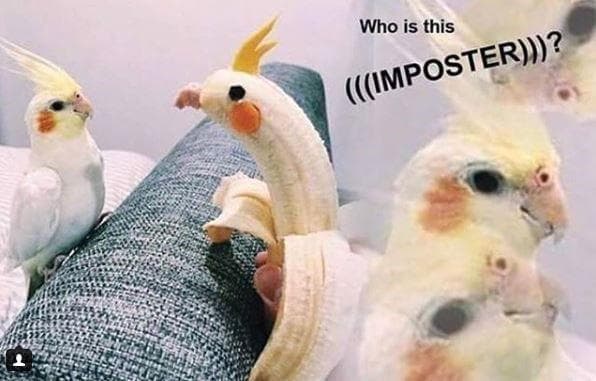The 25 Funniest Parrot Memes, Ranked