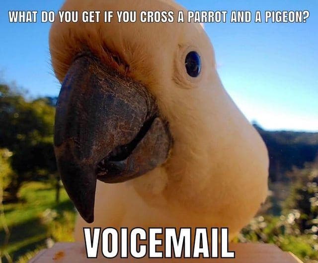 The 25 Funniest Parrot Memes, Ranked