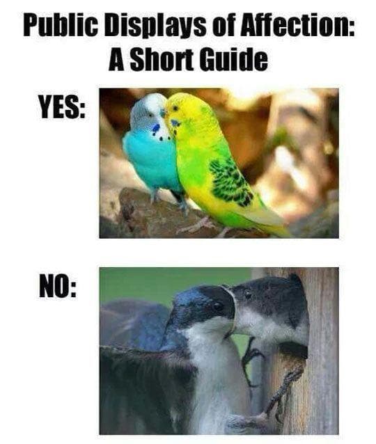 The 25 Funniest Parrot Memes, Ranked