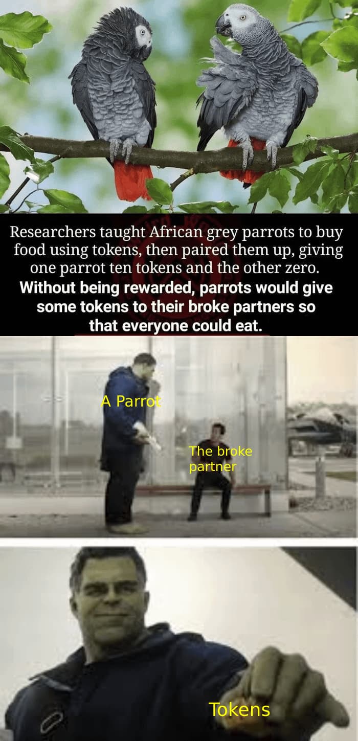 The 25 Funniest Parrot Memes, Ranked