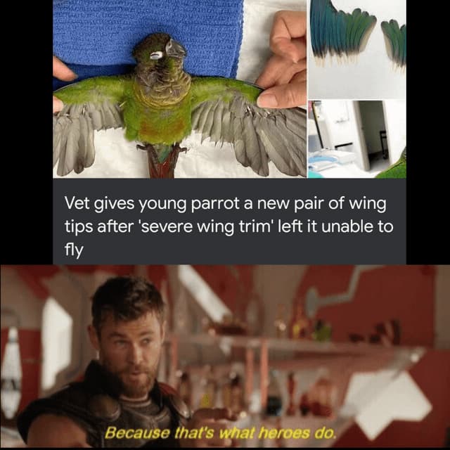 The 25 Funniest Parrot Memes, Ranked