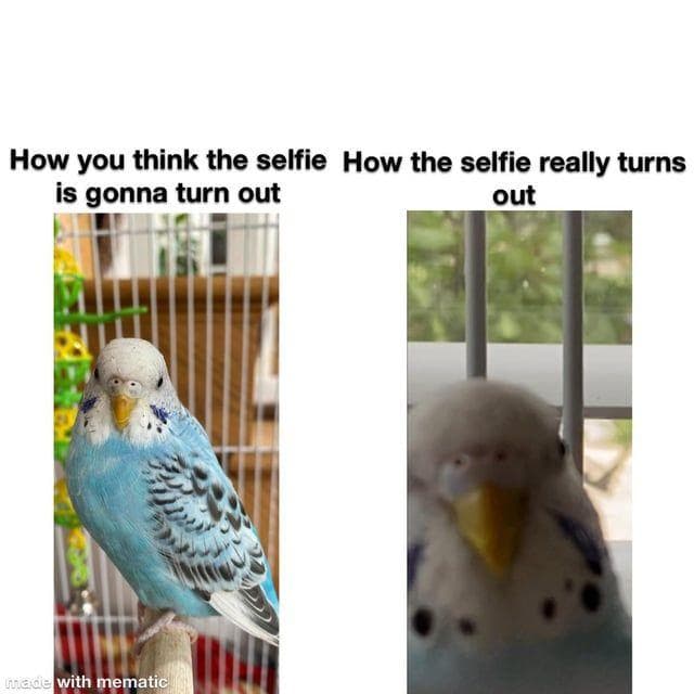The 25 Funniest Parrot Memes, Ranked