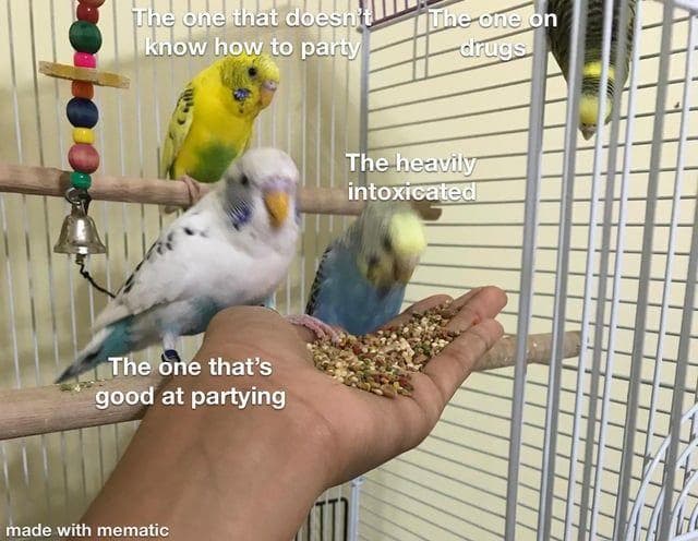 The 25 Funniest Parrot Memes, Ranked
