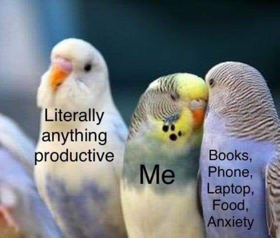 The 25 Funniest Parrot Memes, Ranked