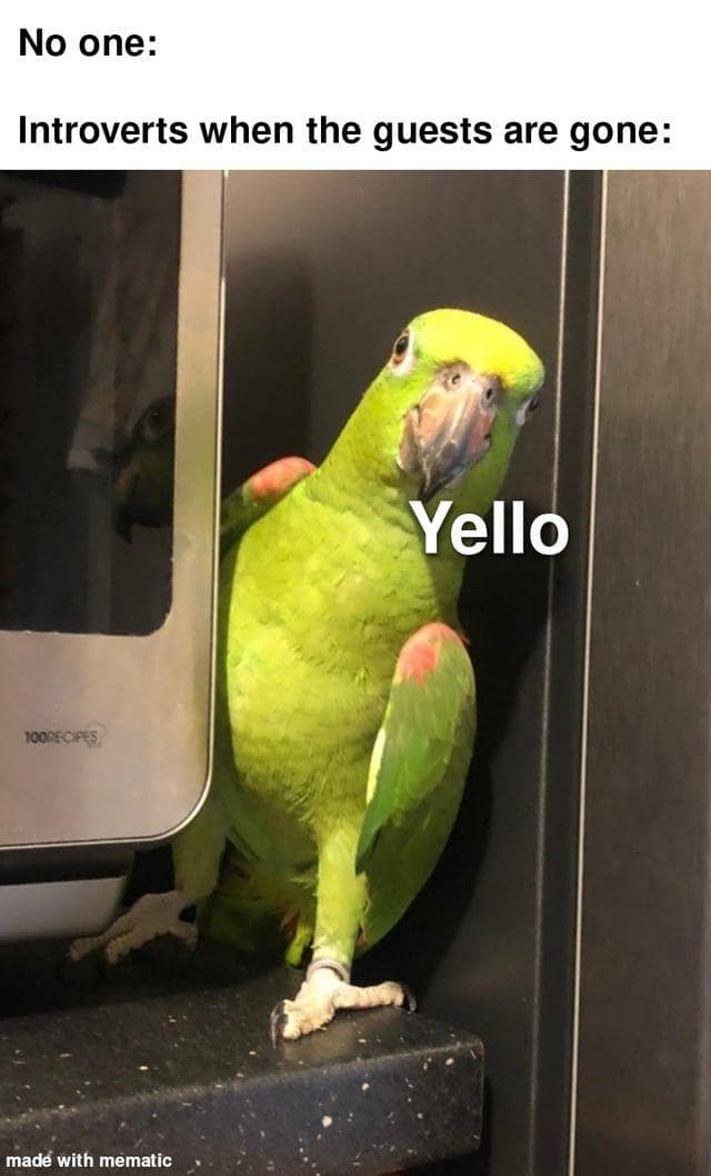 The 25 Funniest Parrot Memes, Ranked
