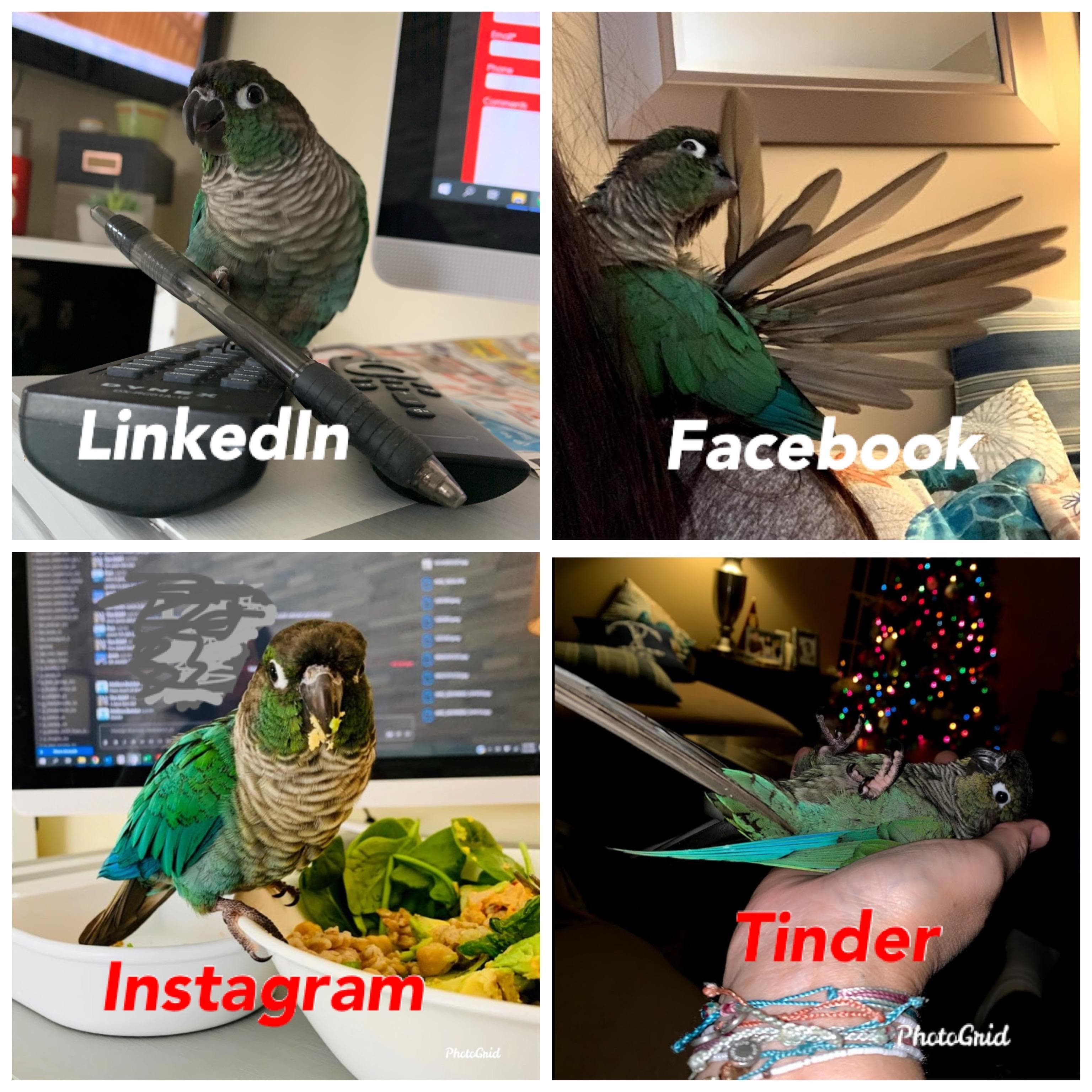 The 25 Funniest Parrot Memes, Ranked