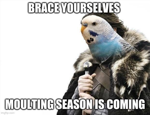 The 25 Funniest Parrot Memes, Ranked