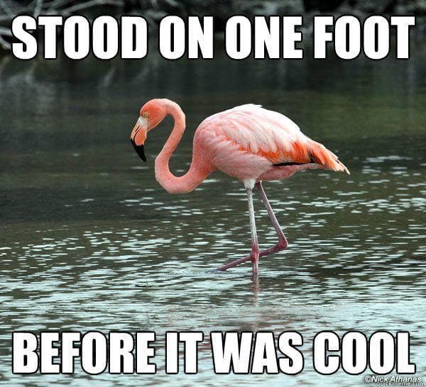 The 18 Funniest Flamingo Memes, Ranked