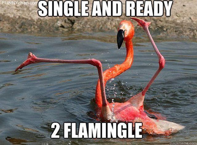The 18 Funniest Flamingo Memes, Ranked