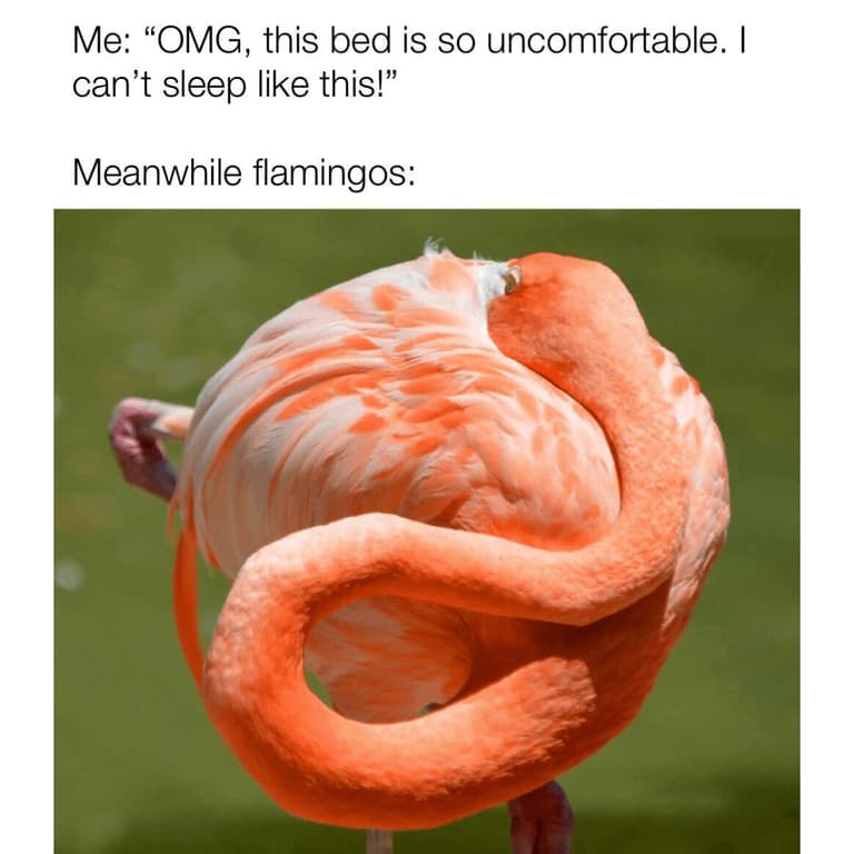 The 18 Funniest Flamingo Memes, Ranked