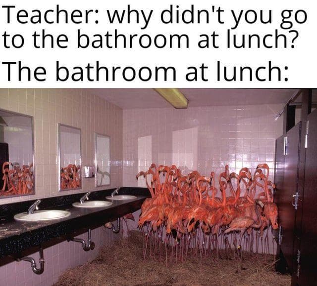 The 18 Funniest Flamingo Memes, Ranked