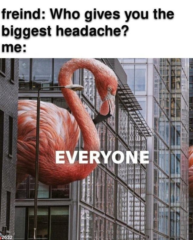 The 18 Funniest Flamingo Memes, Ranked