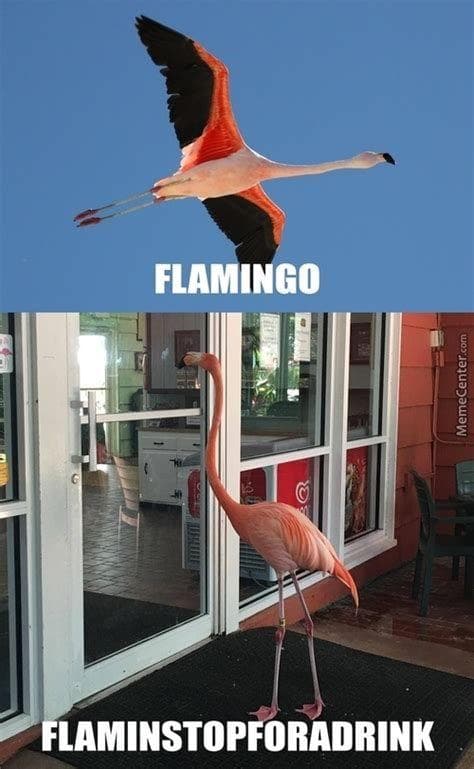 The 18 Funniest Flamingo Memes, Ranked