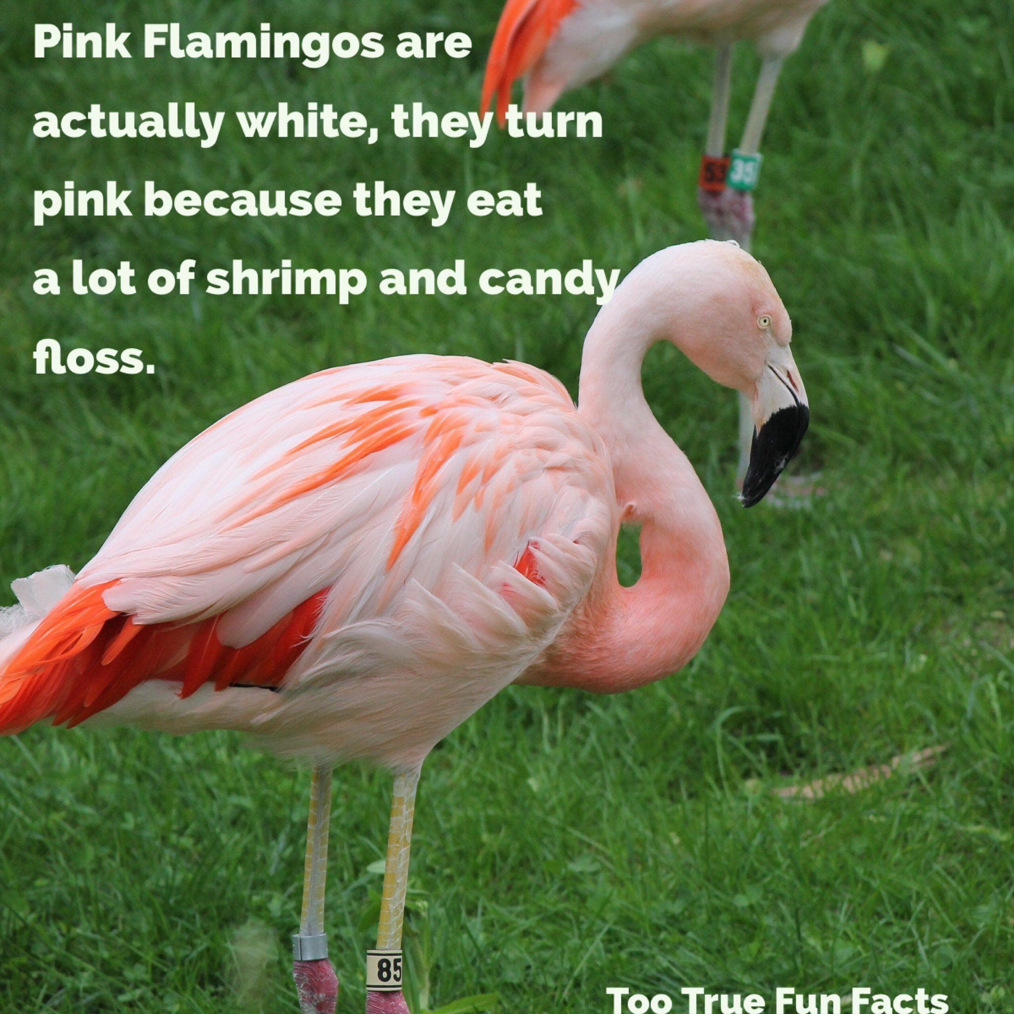 The 18 Funniest Flamingo Memes, Ranked