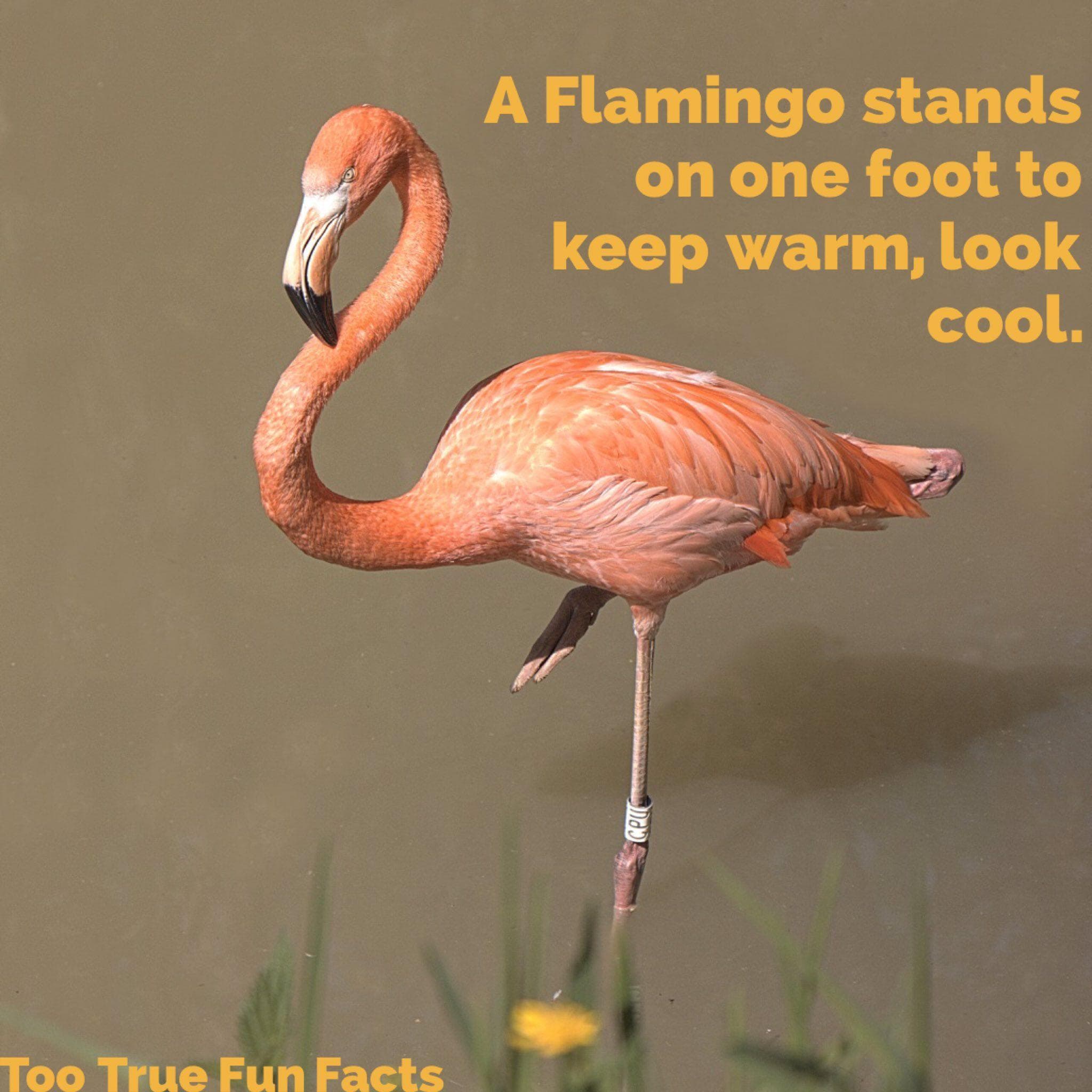 The 18 Funniest Flamingo Memes, Ranked