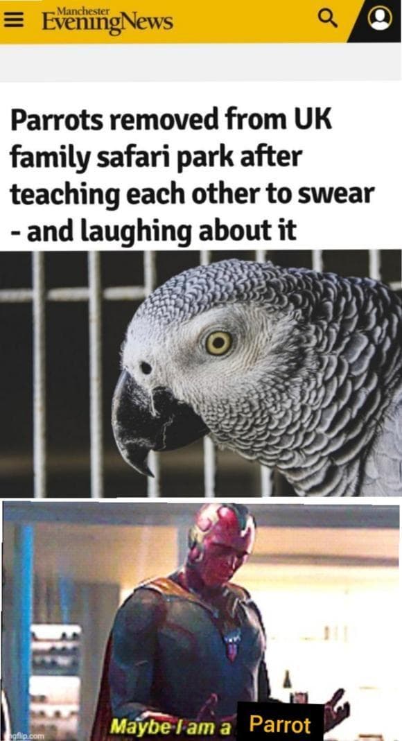 The 25 Funniest Parrot Memes, Ranked
