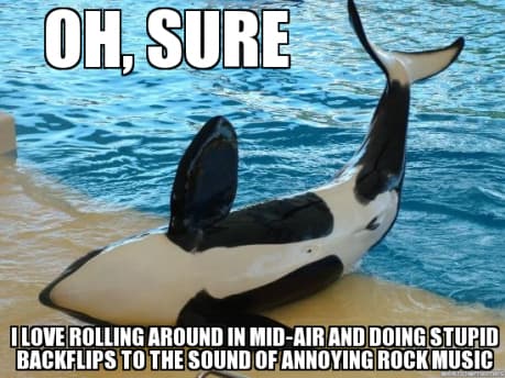 The 25 Funniest Whale Memes, Ranked