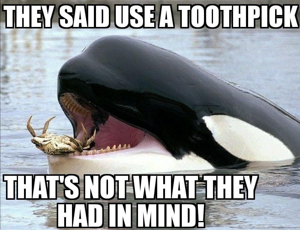 The 25 Funniest Whale Memes, Ranked