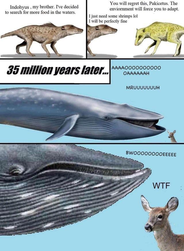 The 25 Funniest Whale Memes, Ranked