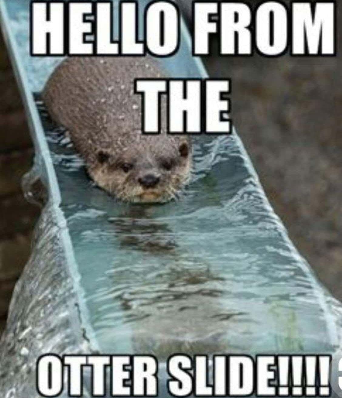 The 23 Funniest Otter Memes, Ranked
