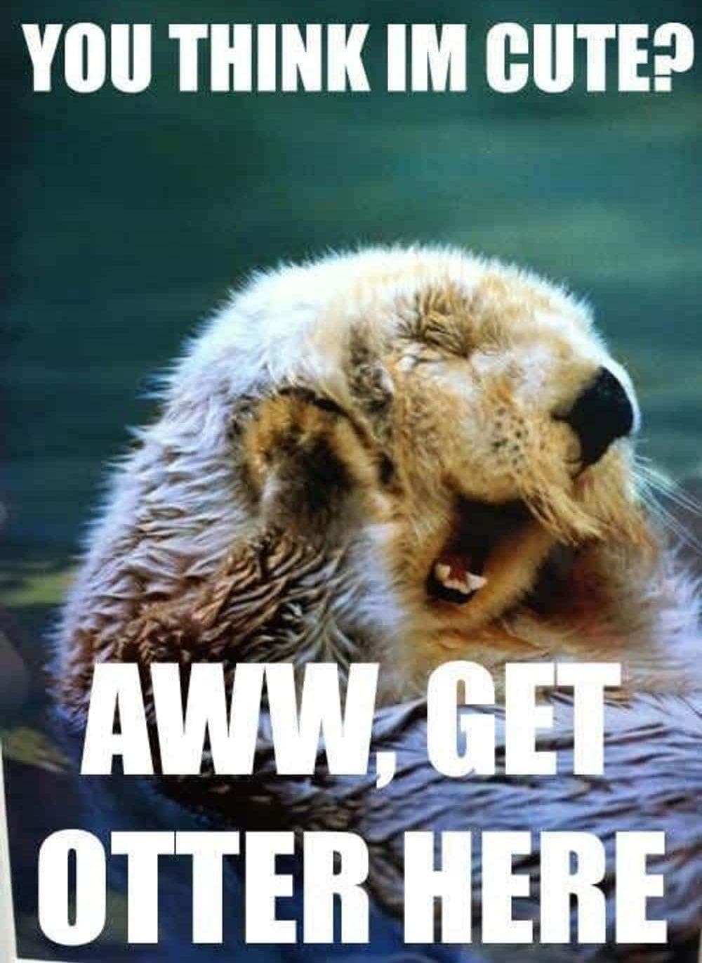 The 23 Funniest Otter Memes, Ranked