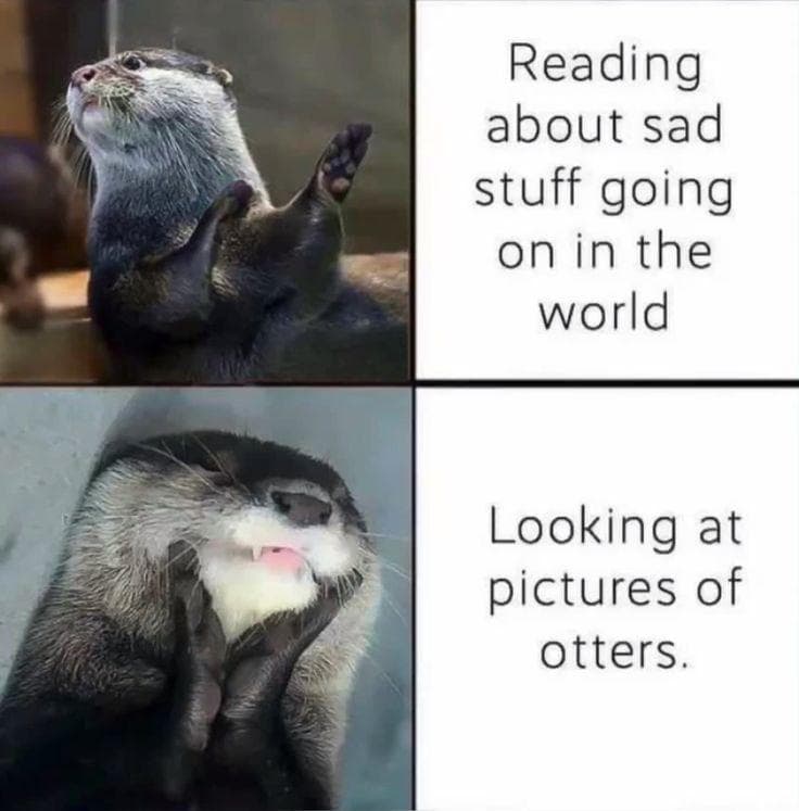 The 23 Funniest Otter Memes, Ranked