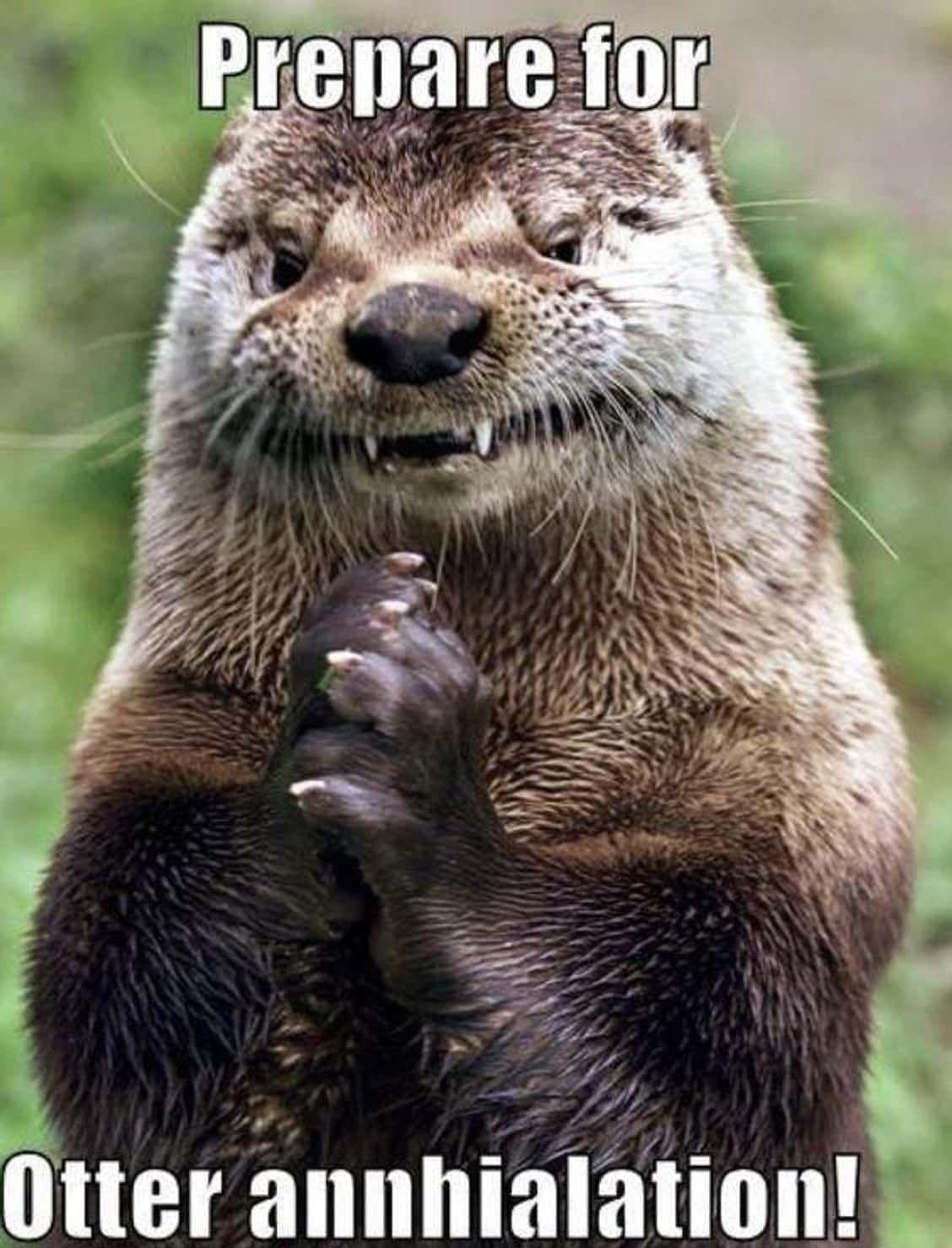 The 23 Funniest Otter Memes, Ranked