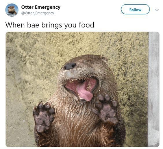 The 23 Funniest Otter Memes, Ranked