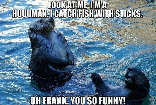 The 23 Funniest Otter Memes, Ranked