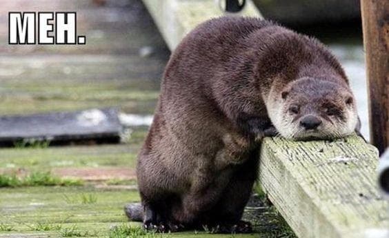 The 23 Funniest Otter Memes, Ranked