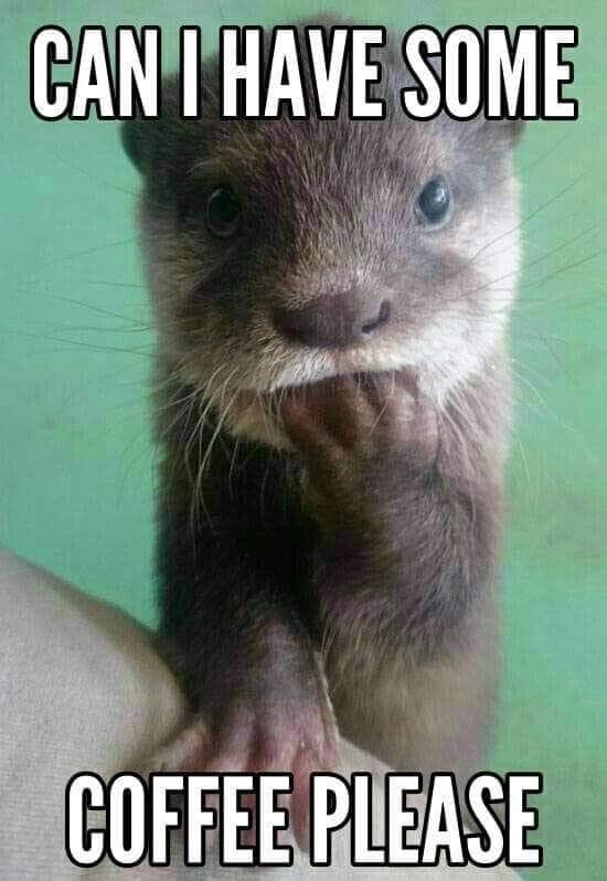 The 23 Funniest Otter Memes, Ranked