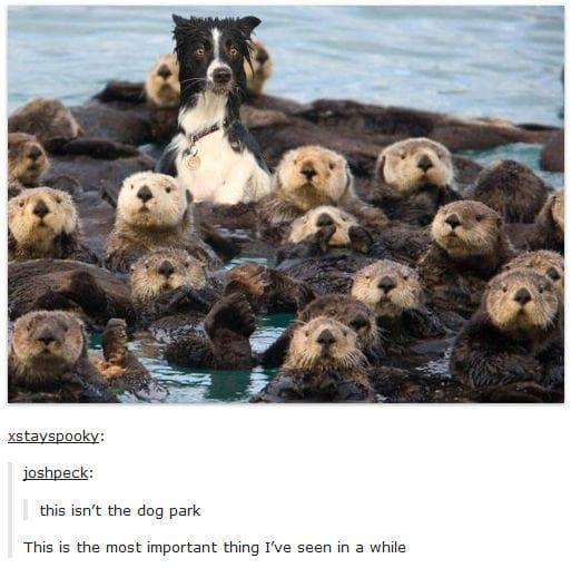 The 23 Funniest Otter Memes, Ranked