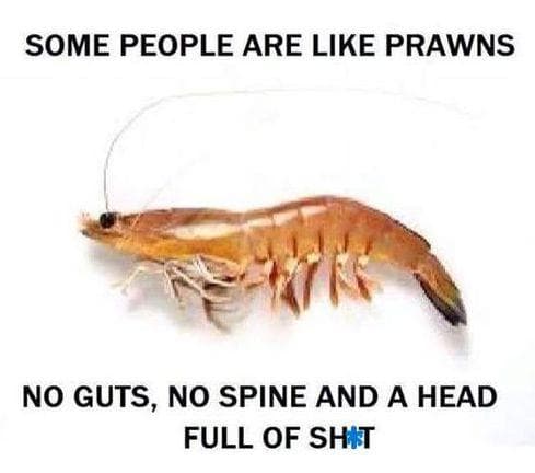 The 23 Funniest Shrimp Memes, Ranked