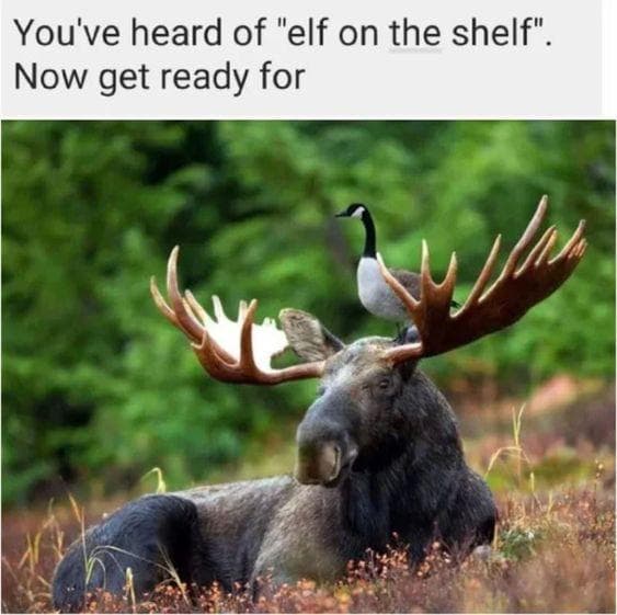 The 27 Funniest Moose Memes, Ranked