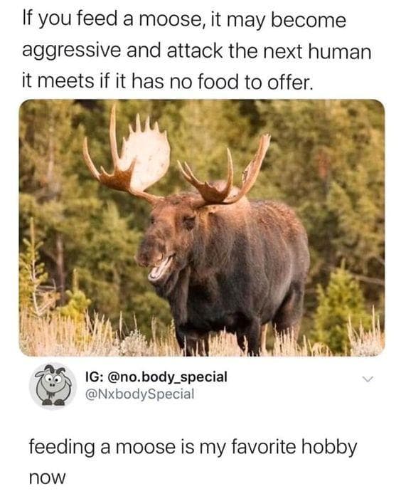 The 27 Funniest Moose Memes, Ranked