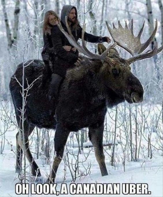 The 27 Funniest Moose Memes, Ranked