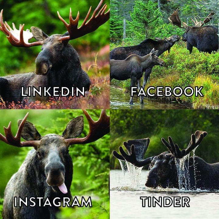 The 27 Funniest Moose Memes, Ranked