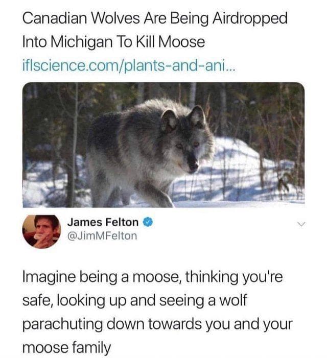 The 27 Funniest Moose Memes, Ranked