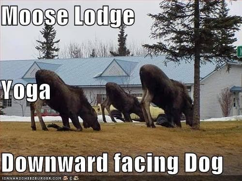 The 27 Funniest Moose Memes, Ranked