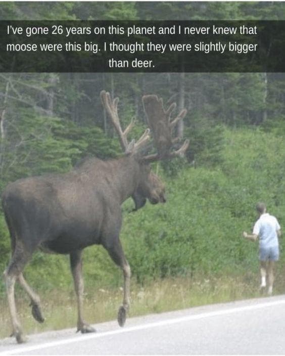 The 27 Funniest Moose Memes, Ranked