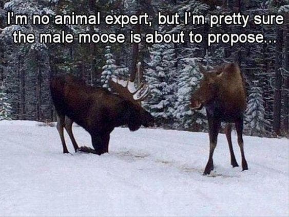 The 27 Funniest Moose Memes, Ranked