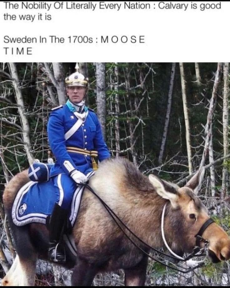 The 27 Funniest Moose Memes, Ranked