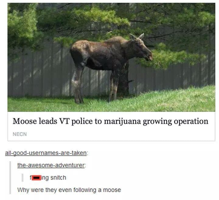 The 27 Funniest Moose Memes, Ranked