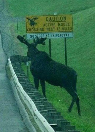The 27 Funniest Moose Memes, Ranked