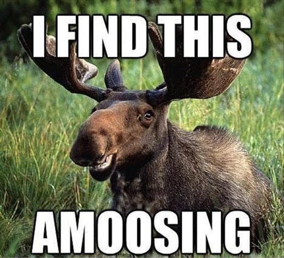 The 27 Funniest Moose Memes, Ranked