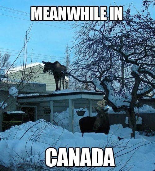 The 27 Funniest Moose Memes, Ranked